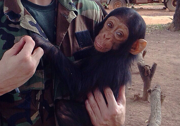 SIGN A LETTER TO STOP SMUGGLING MEAT OF ENDANGERED SPECIES PASA